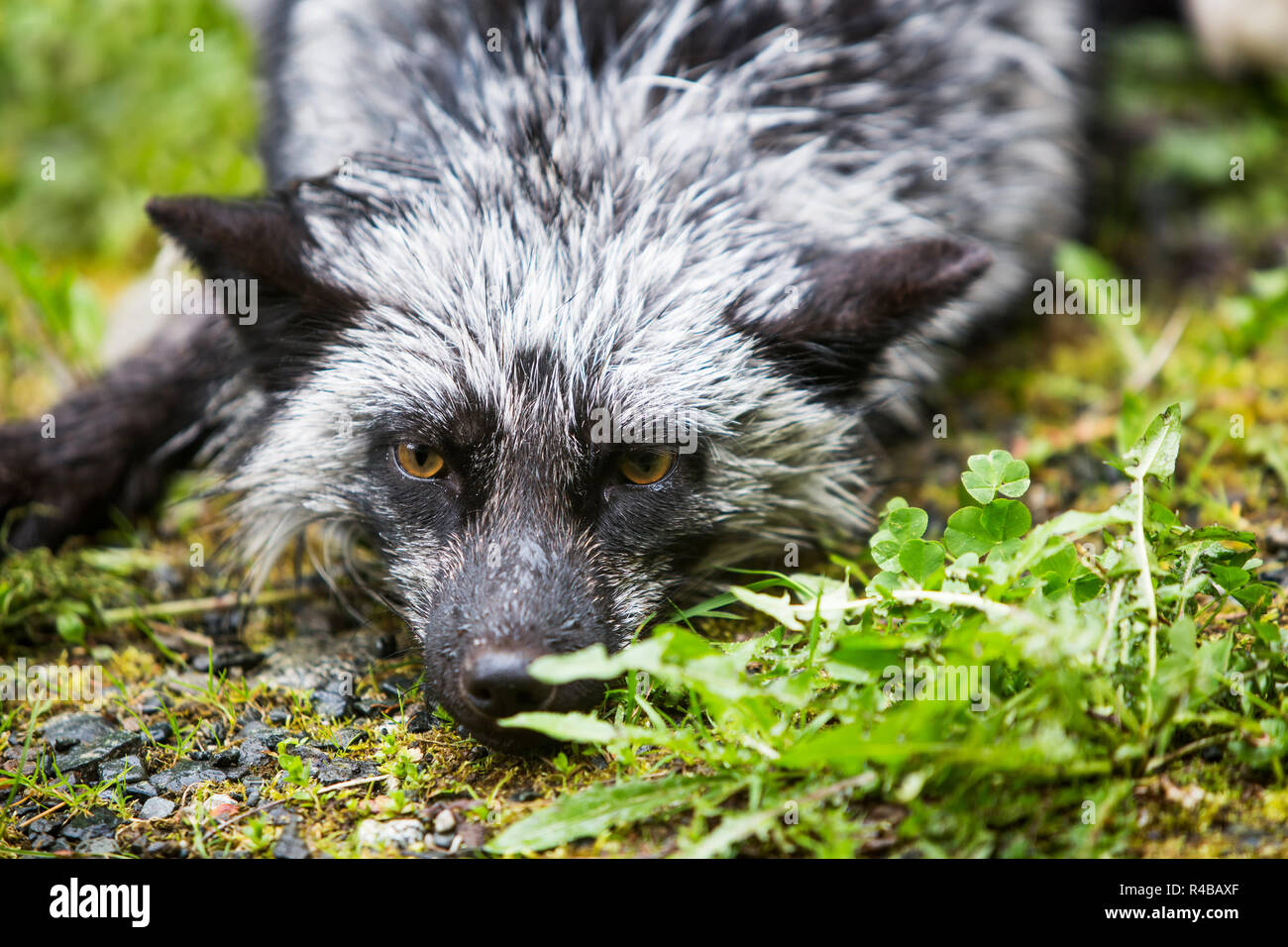 Silver Fox Laying on Ground Stock Photo - Alamy
