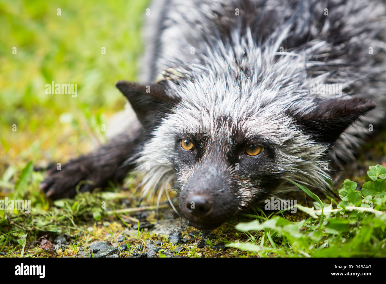 Red fox variety hi-res stock photography and images - Alamy