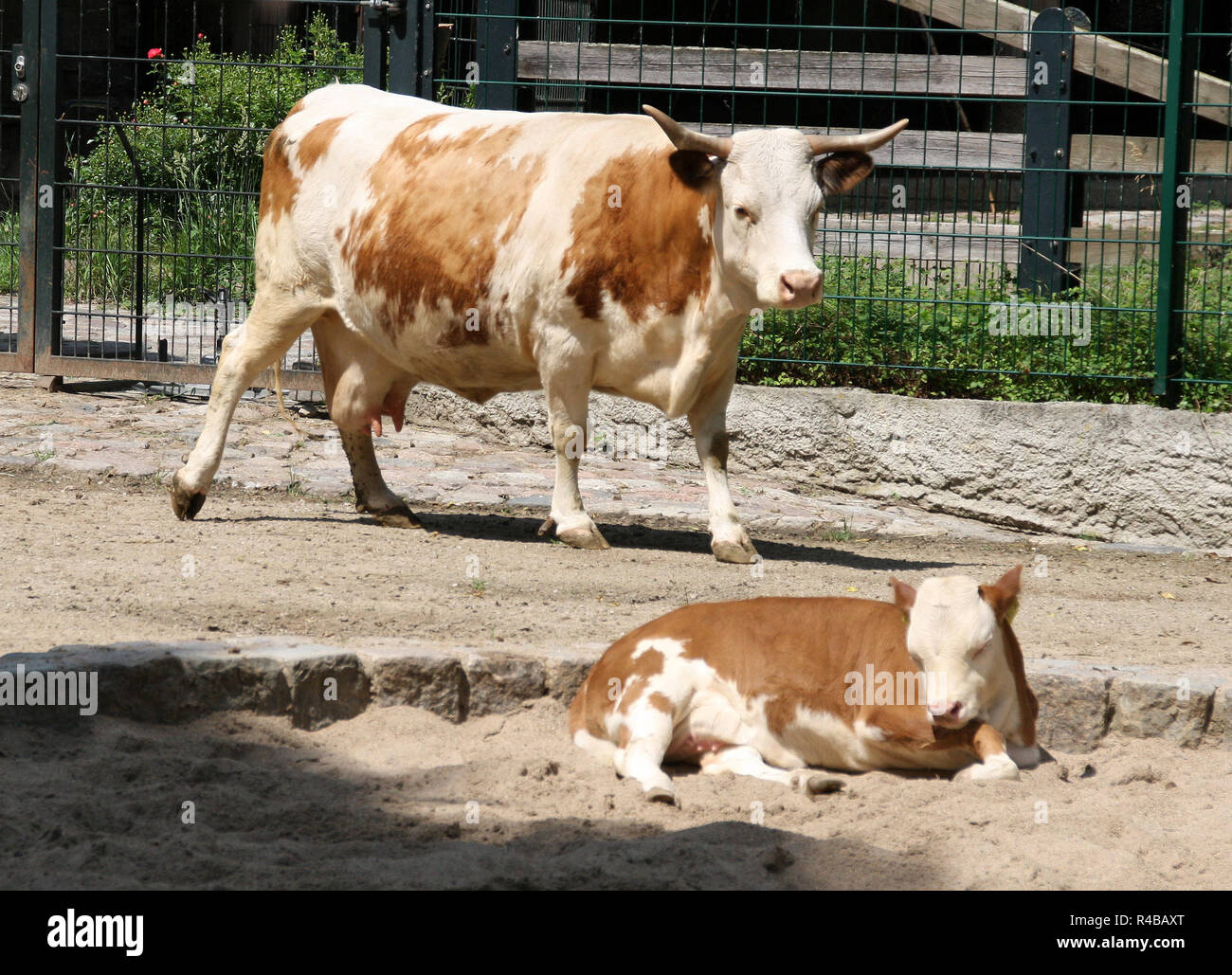 behind walder beef Stock Photo - Alamy