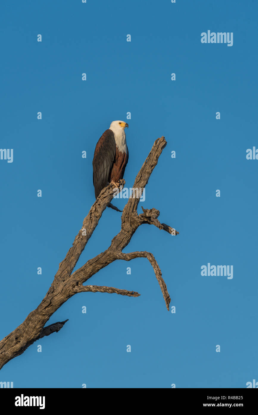 African fish eagle on dead tree stump Stock Photo - Alamy