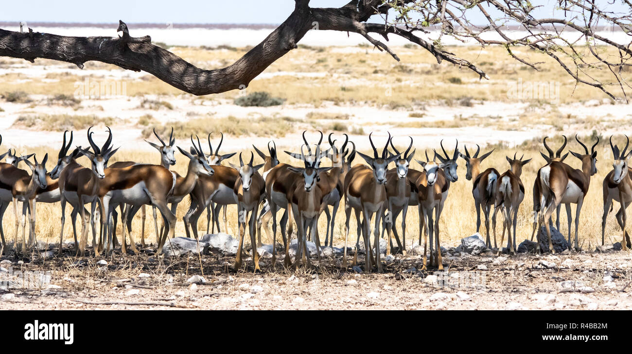 A herd of springbok shelter underneath a tree to escape the heat in ...