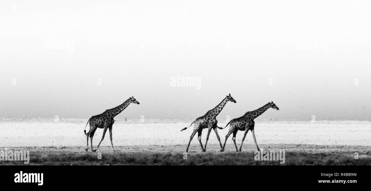 Africa etosha giraffe namibia Black and White Stock Photos & Images - Alamy