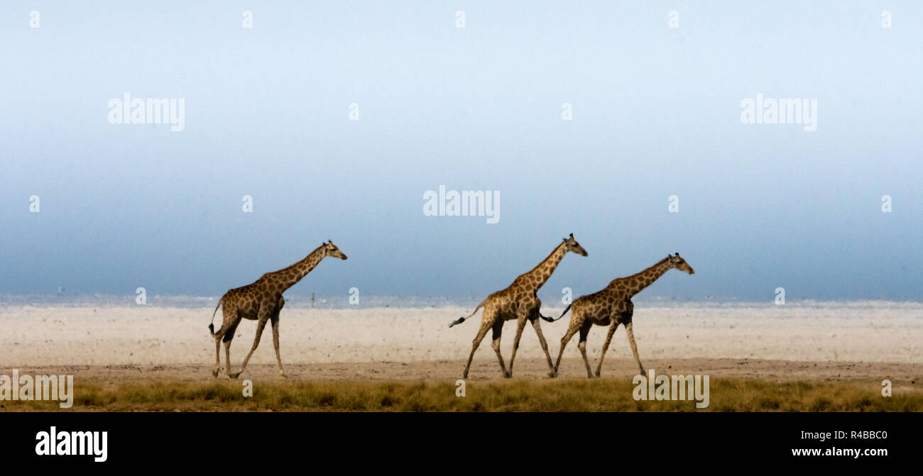 A group of giraffe cross through a heat haze at the edge of Etosha pan ...