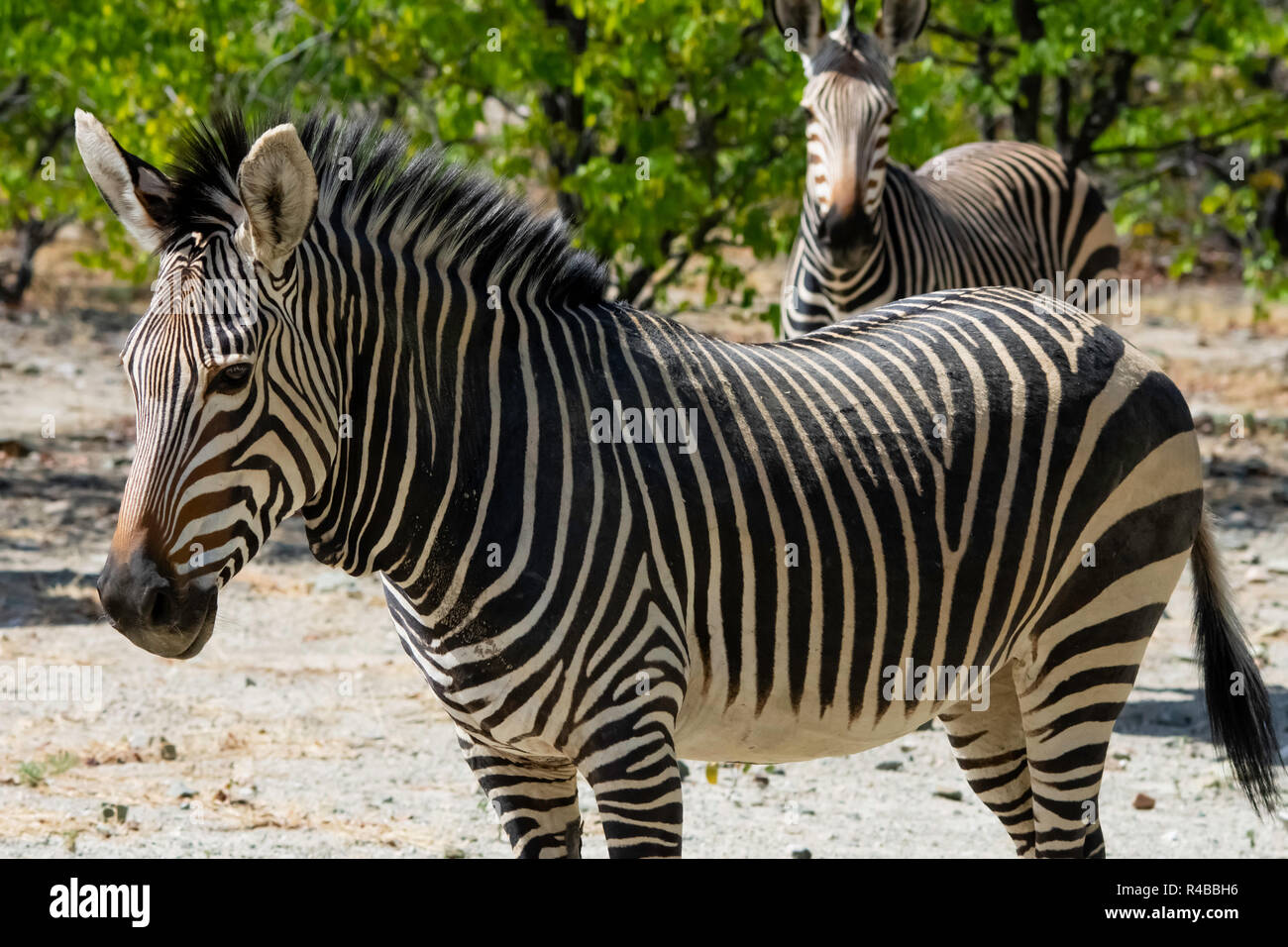 Hartmann mountain zebra hi-res stock photography and images - Alamy