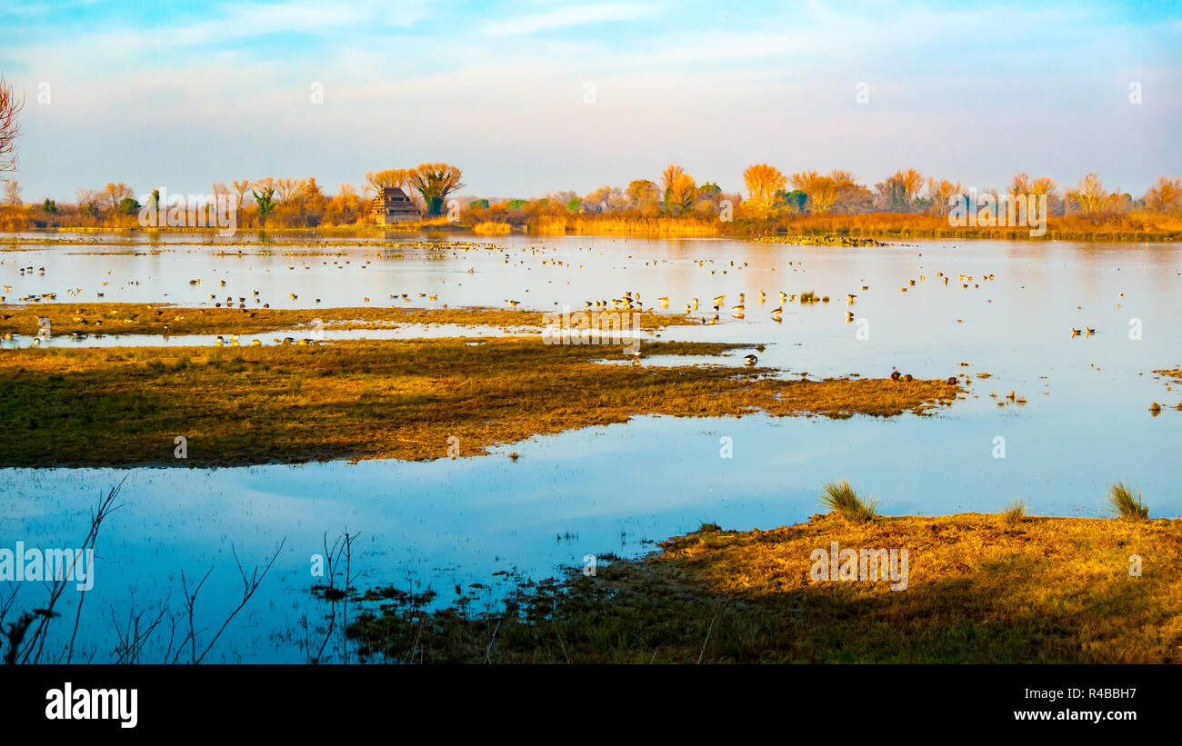 Nature reserve of Isola della Cona, Grado, Friuli Venezia Giulia, Italy ...