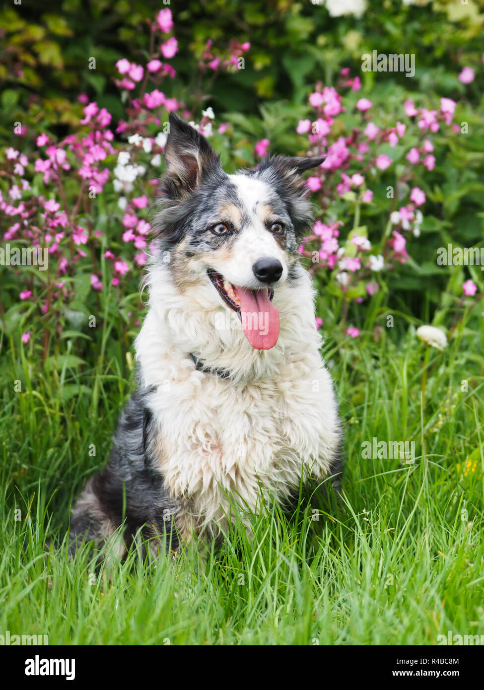 A tri-colour collie dog sits in a meadow with flowers Stock Photo - Alamy