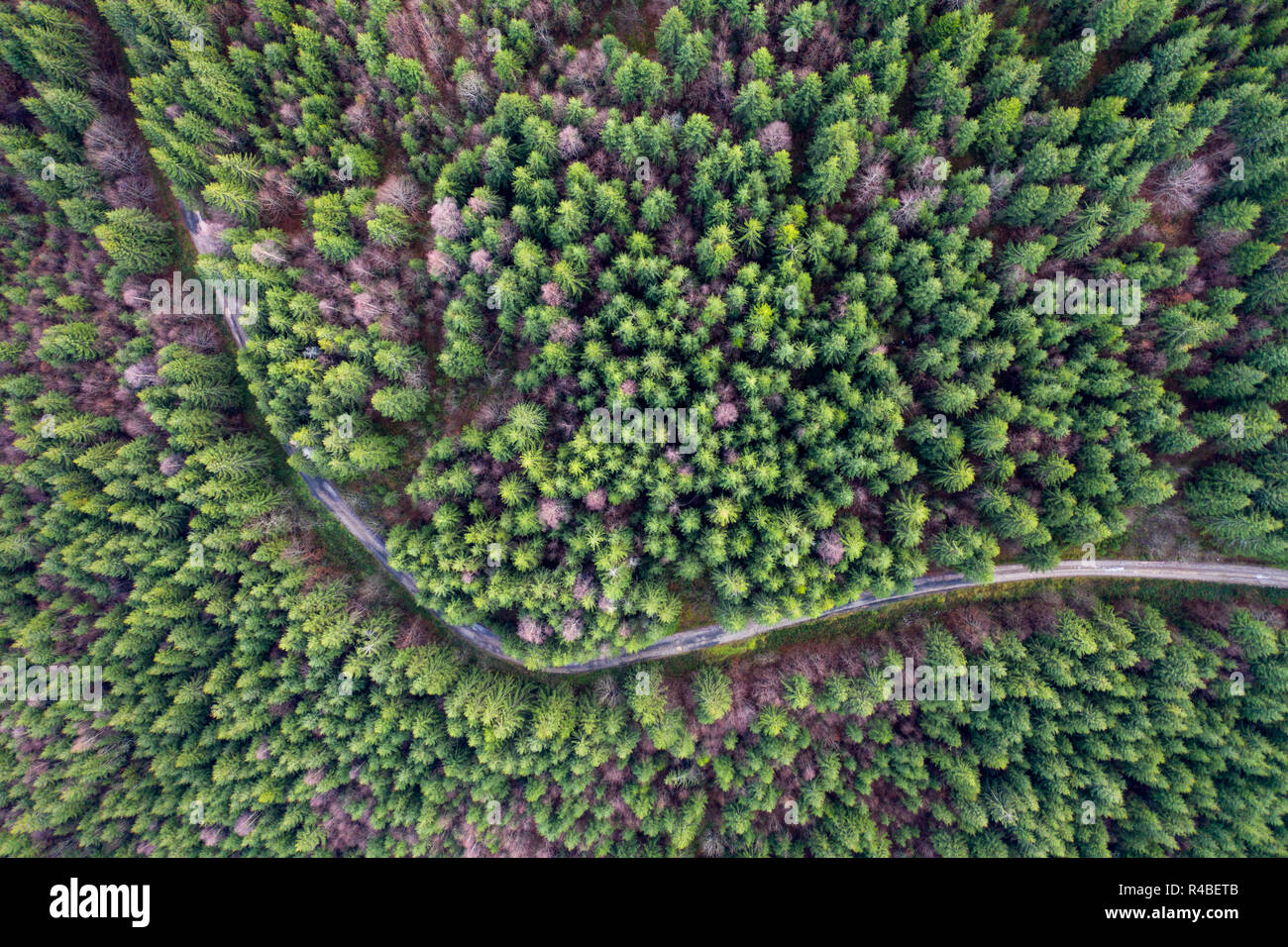 Aerial flight through pine forest hi-res stock photography and images - Alamy
