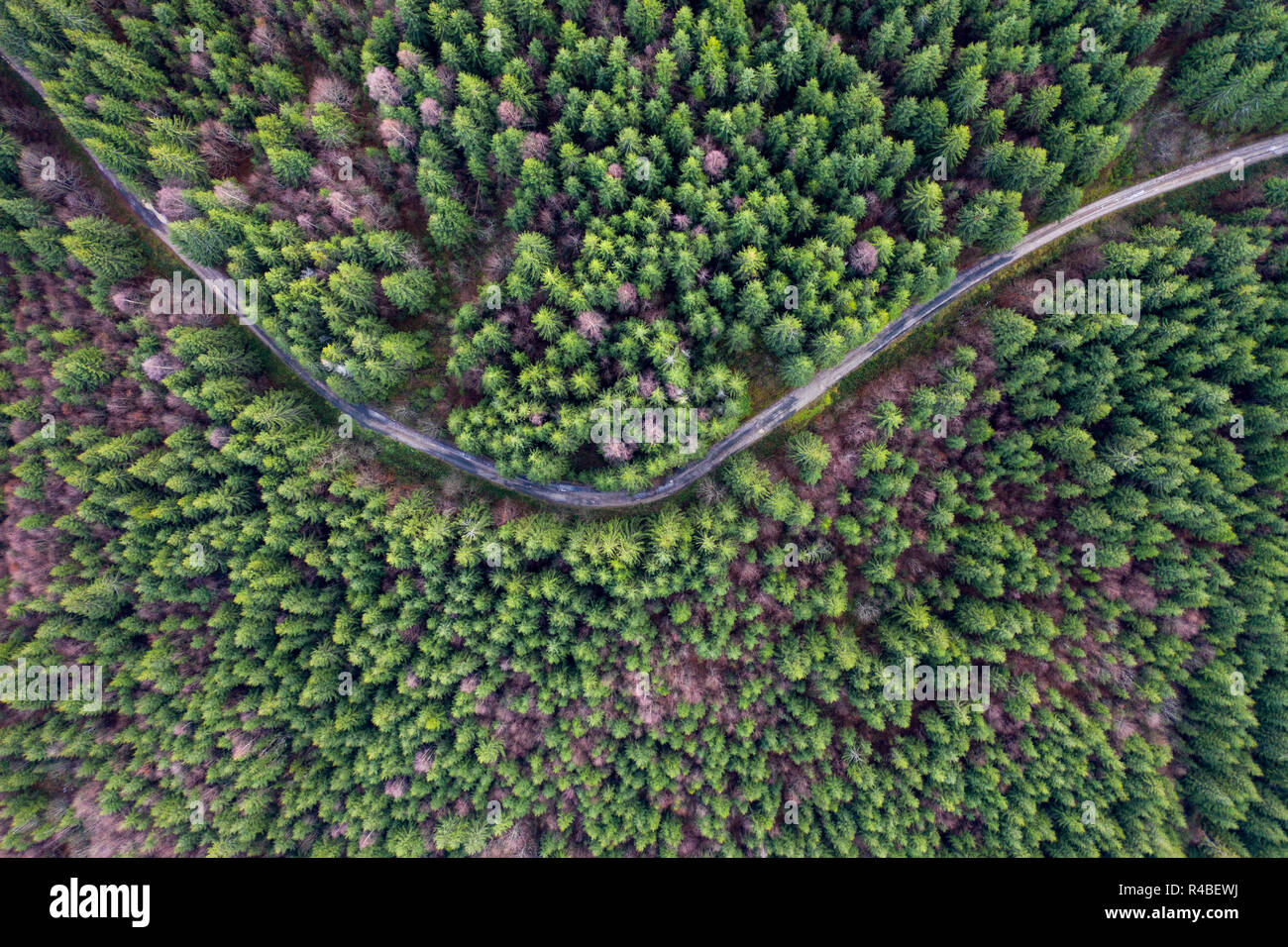 Aerial view beautiful evergreen forest hi-res stock photography and ...