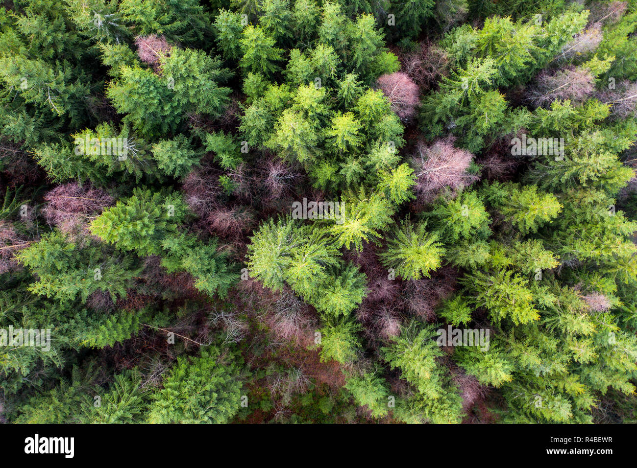 Coniferous forest view from above. Aerial drone image Stock Photo - Alamy