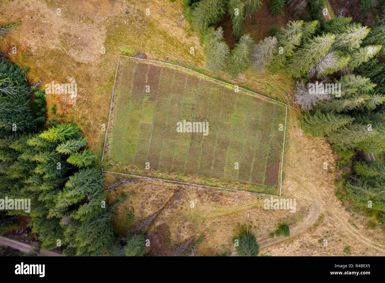 Aerial view tree nursery hi-res stock photography and images - Alamy