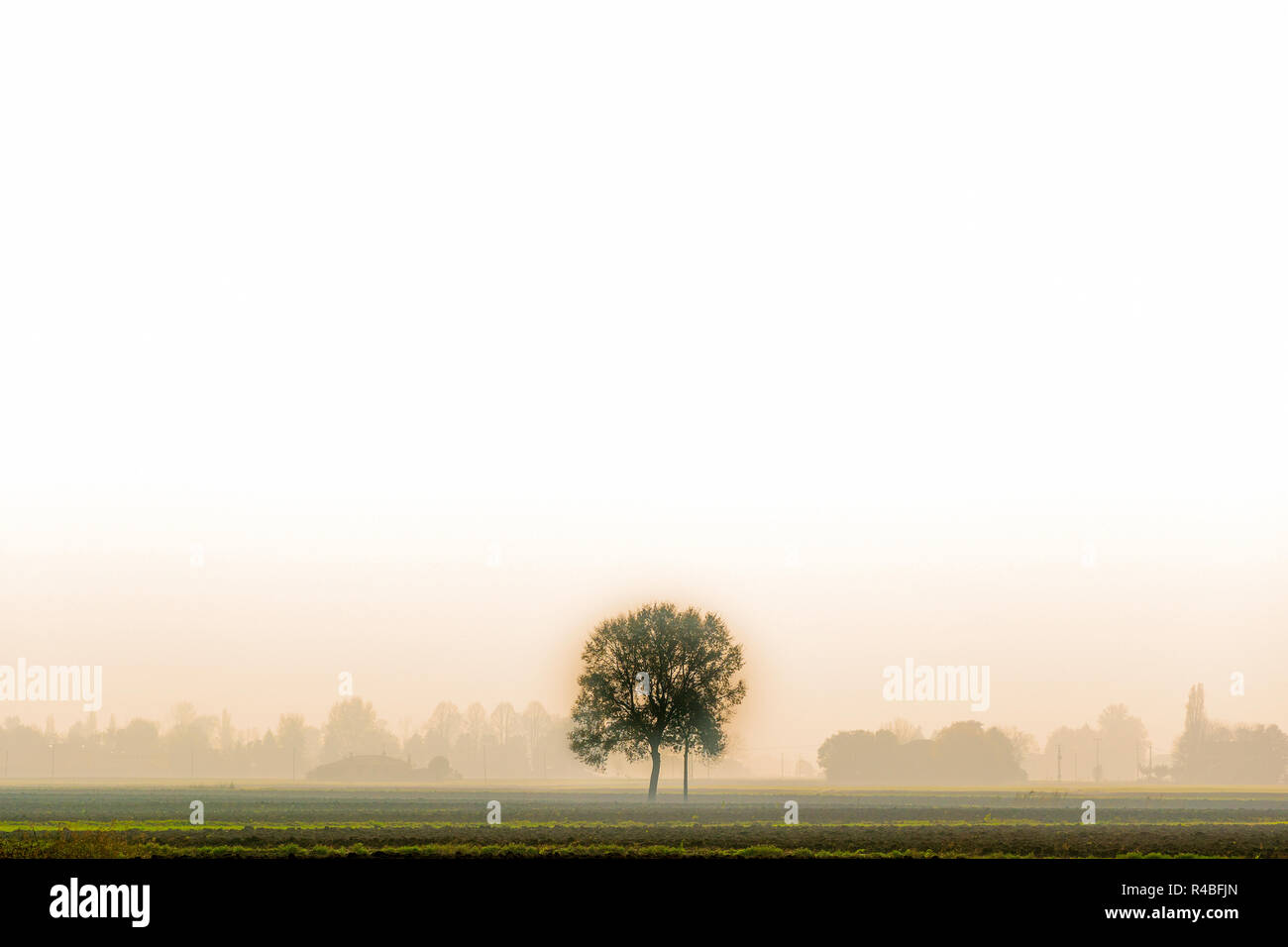 Italy Emilia Romagna Right of river Po Tree in the fog Stock Photo - Alamy
