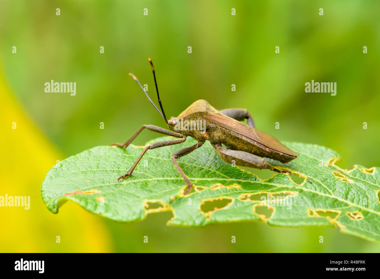 The insect on the leaf on a nature background Stock Photo - Alamy