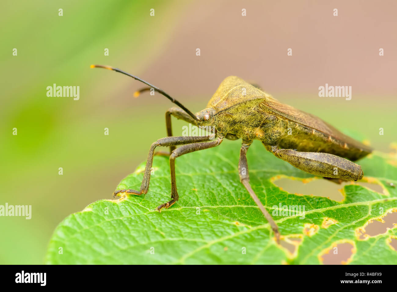 The insect on the leaf on a nature background Stock Photo - Alamy