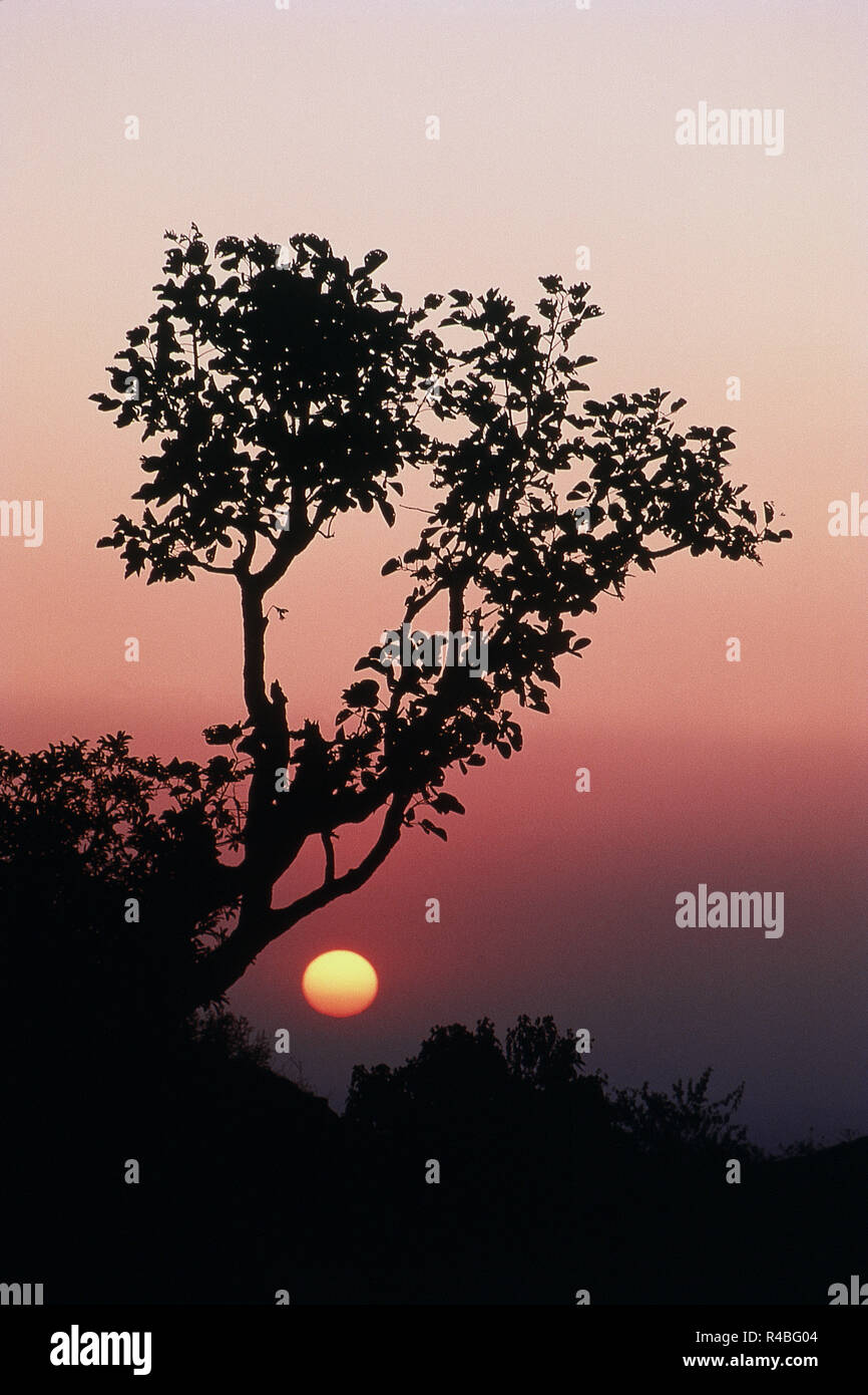 Sunset behind tree, Sunset Point, Mandu, Madhya Pradesh, India, Asia ...