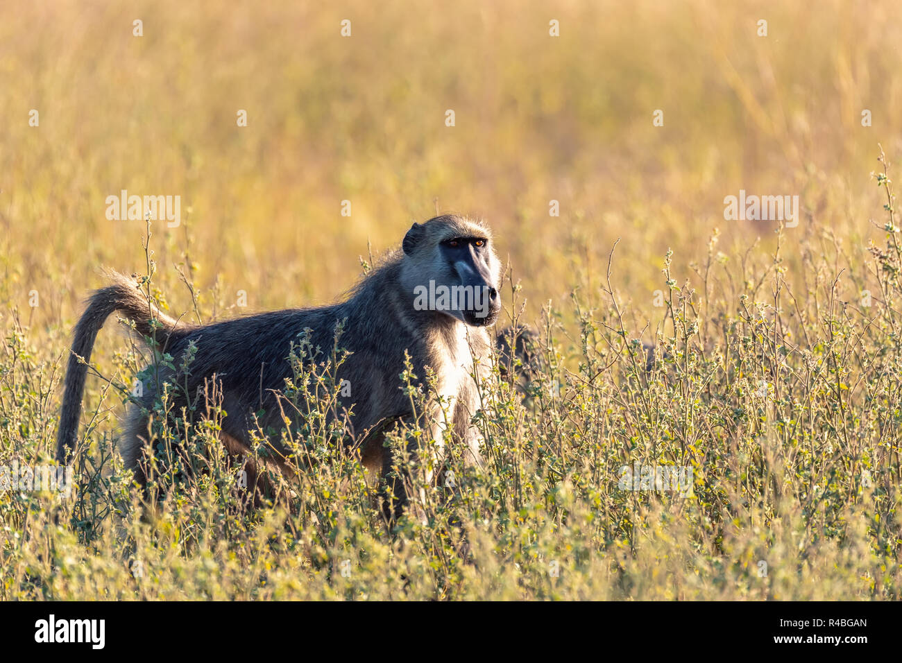 monkey Chacma Baboon (Papio anubis) in african savanna, Bwabwata ...