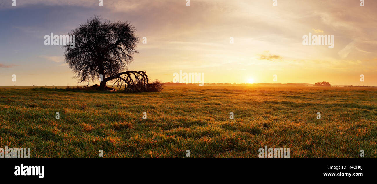 Tree and sun Stock Photo - Alamy