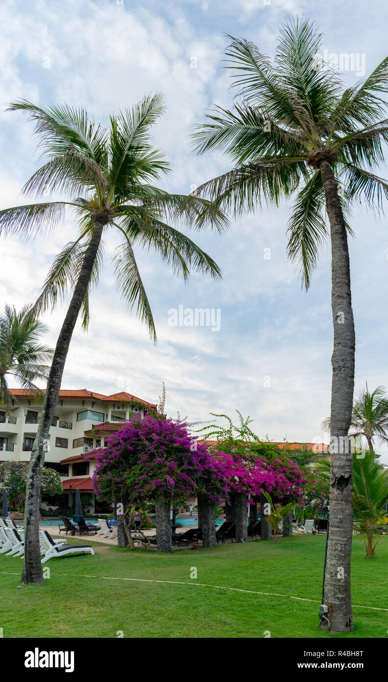 The coconut trees with the bougainvillea- a perfect example of ...