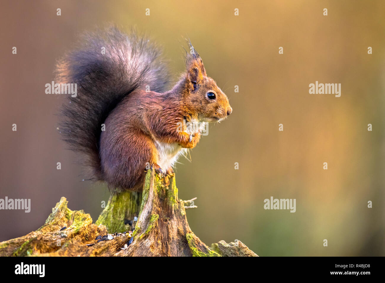 Red squirrel (Sciurus vulgaris) on tree trunk while animal is eating ...