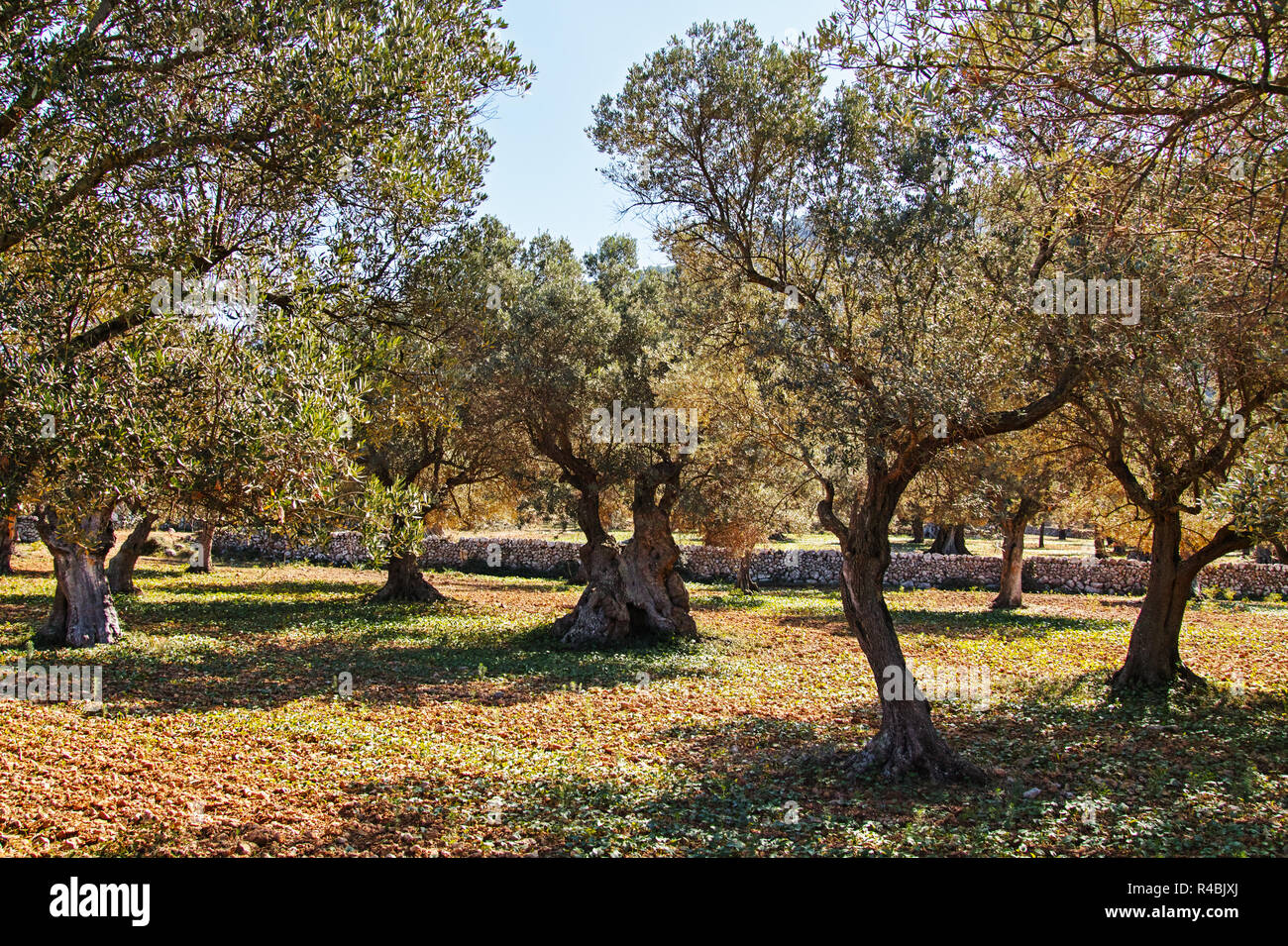 Olive Tree Views