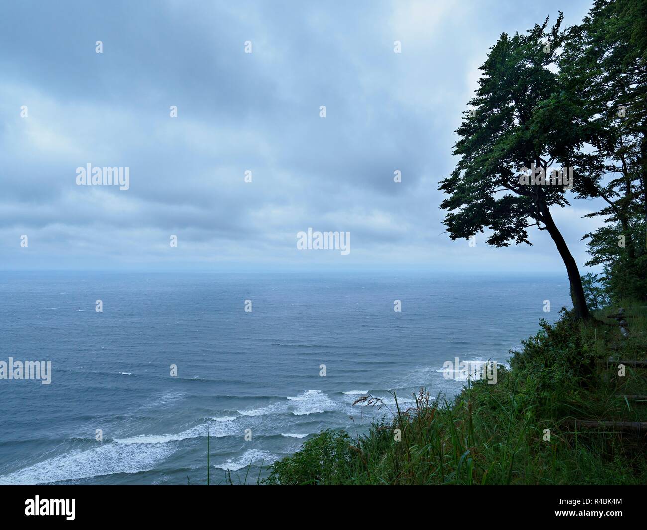 A leafy tree on a hill leaning above the stormy and fuzzy Baltic Sea ...