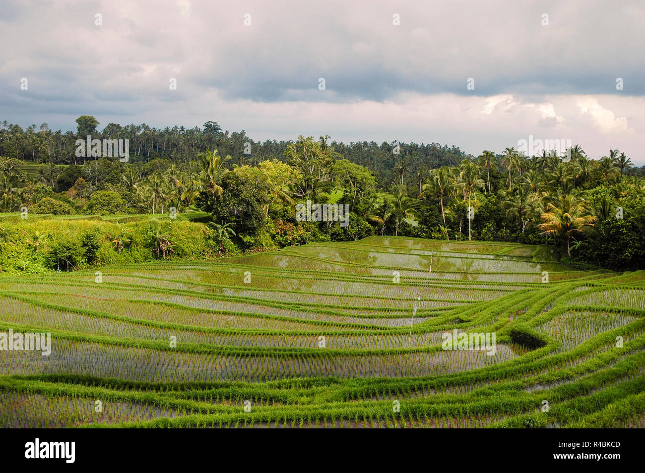 Rice fields growing in the popular tourist destination of Bali ...