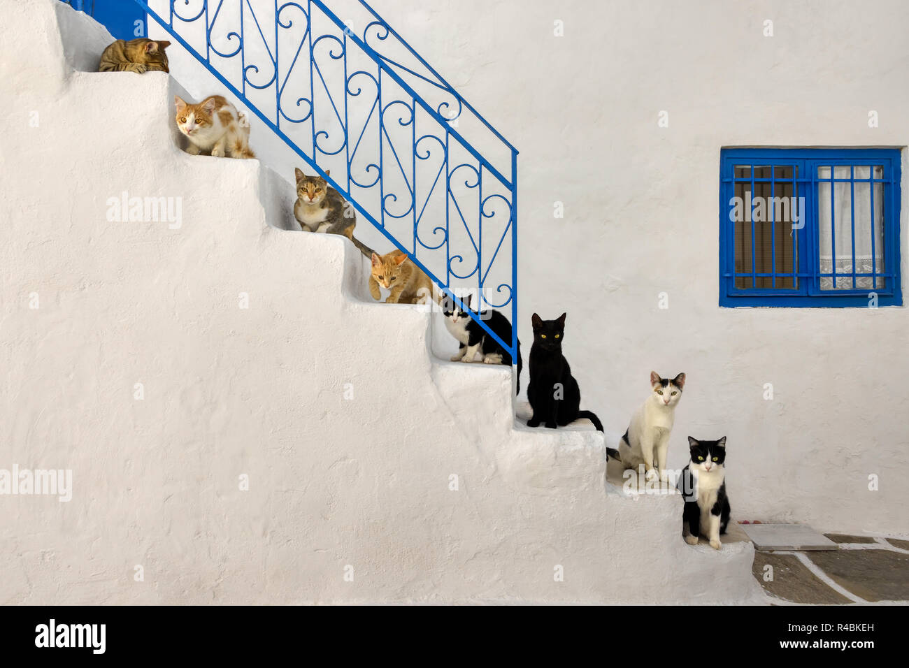 Many cats lined up on steps of a whitewashed stairway with a blue ...