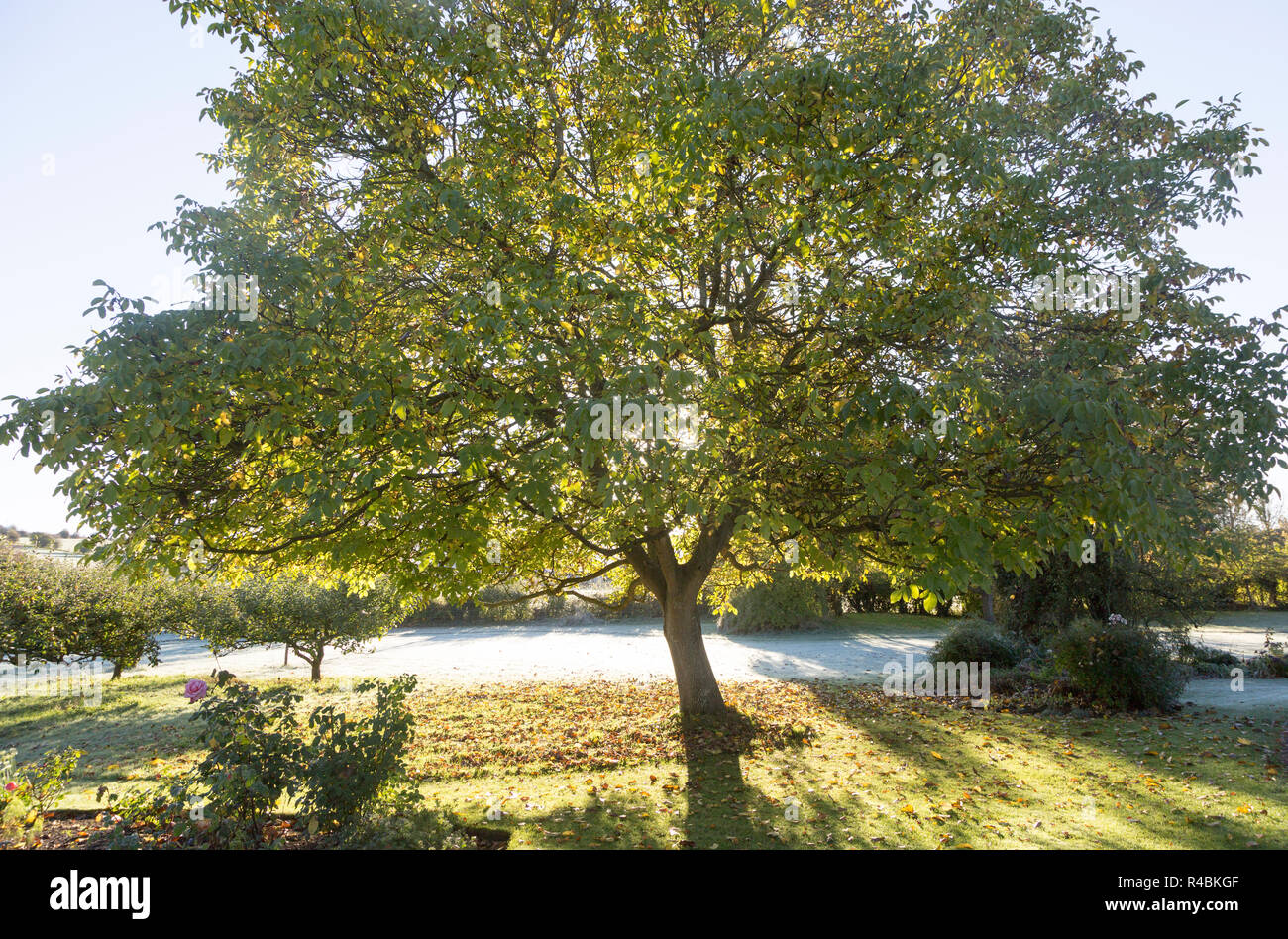 Walnut trees uk hi-res stock photography and images - Alamy