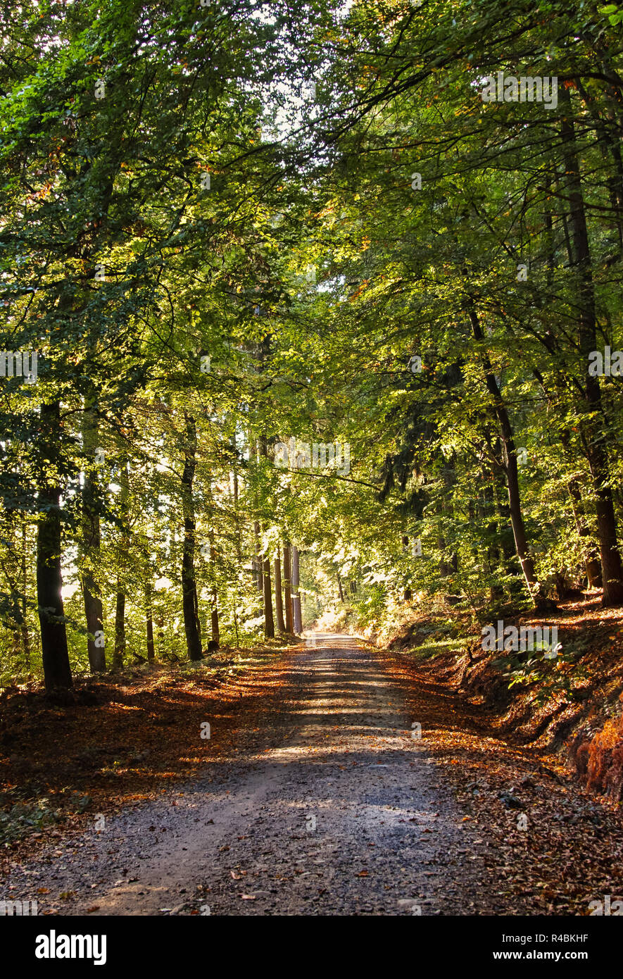 Nature and wood landscape hi-res stock photography and images - Alamy
