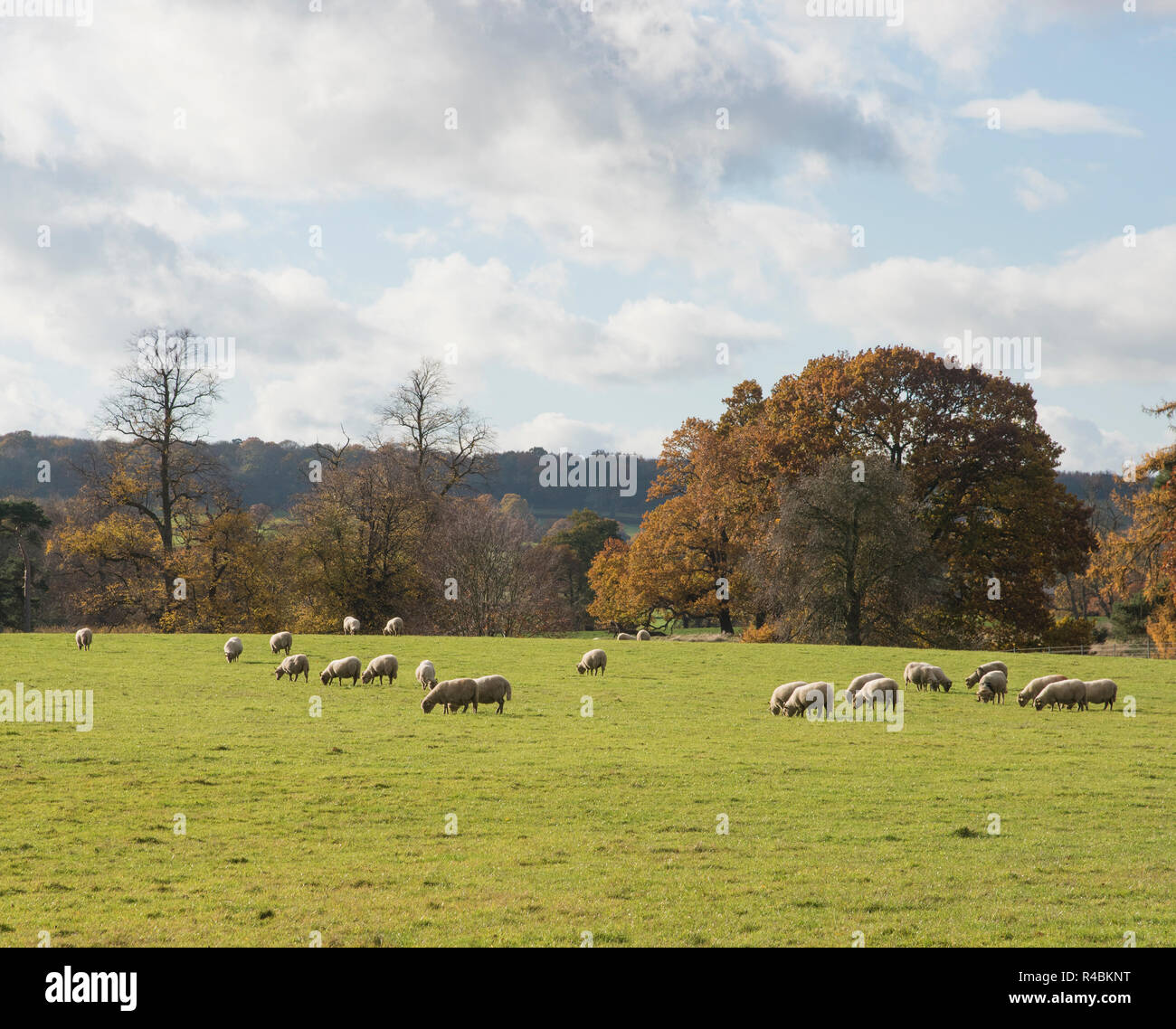 Rearing sheep hi-res stock photography and images - Alamy
