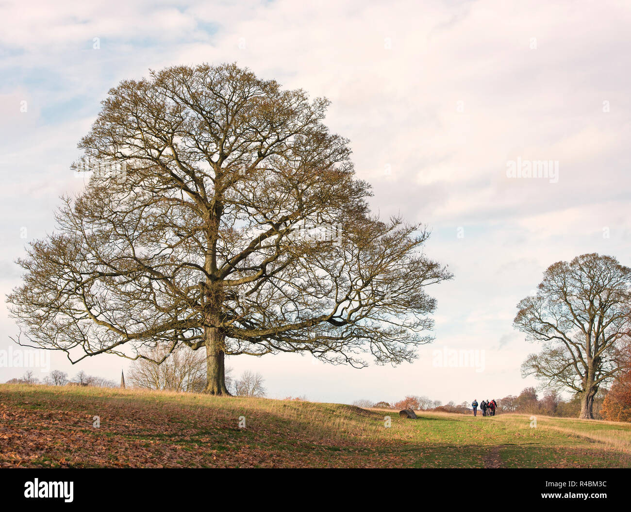 Lone trees in the Derbyshire countryside Autumn leaf fall England UK ...