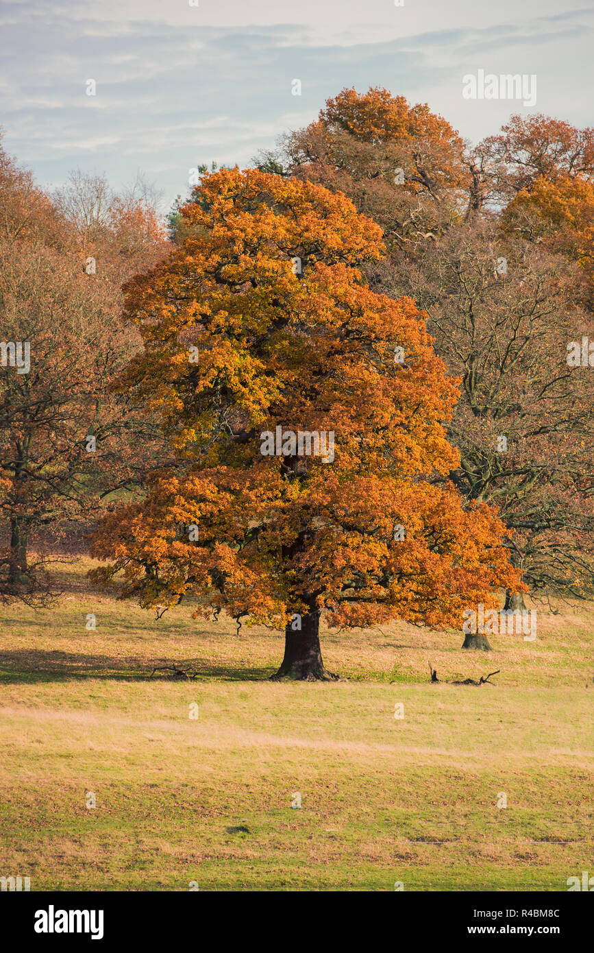 Stunning autumn colour trees standing in the peak district countryside ...