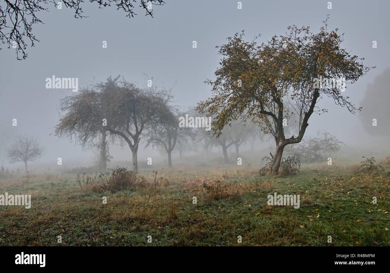 tree in fog Stock Photo - Alamy