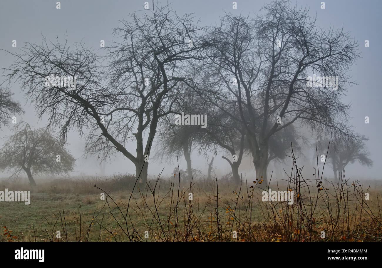 tree in fog Stock Photo - Alamy