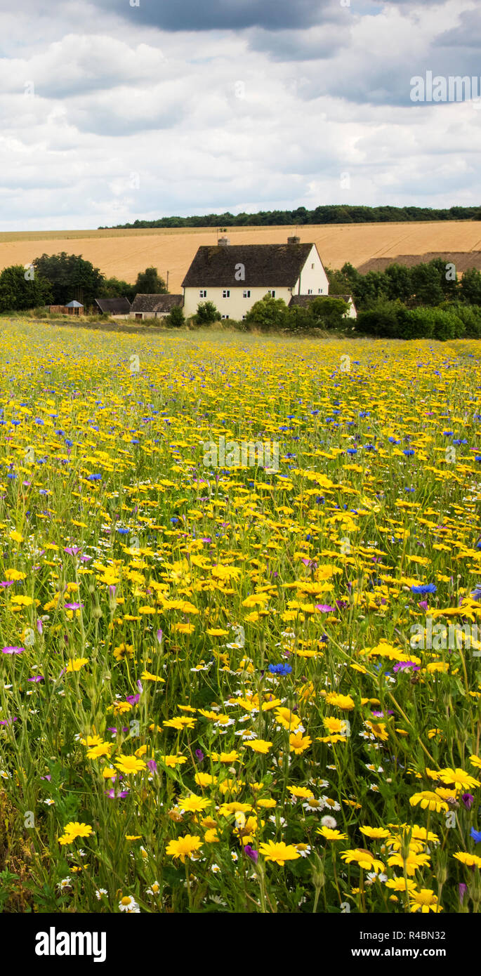 A wildflower meadow in the Gloucester countryside GB England UK Stock ...