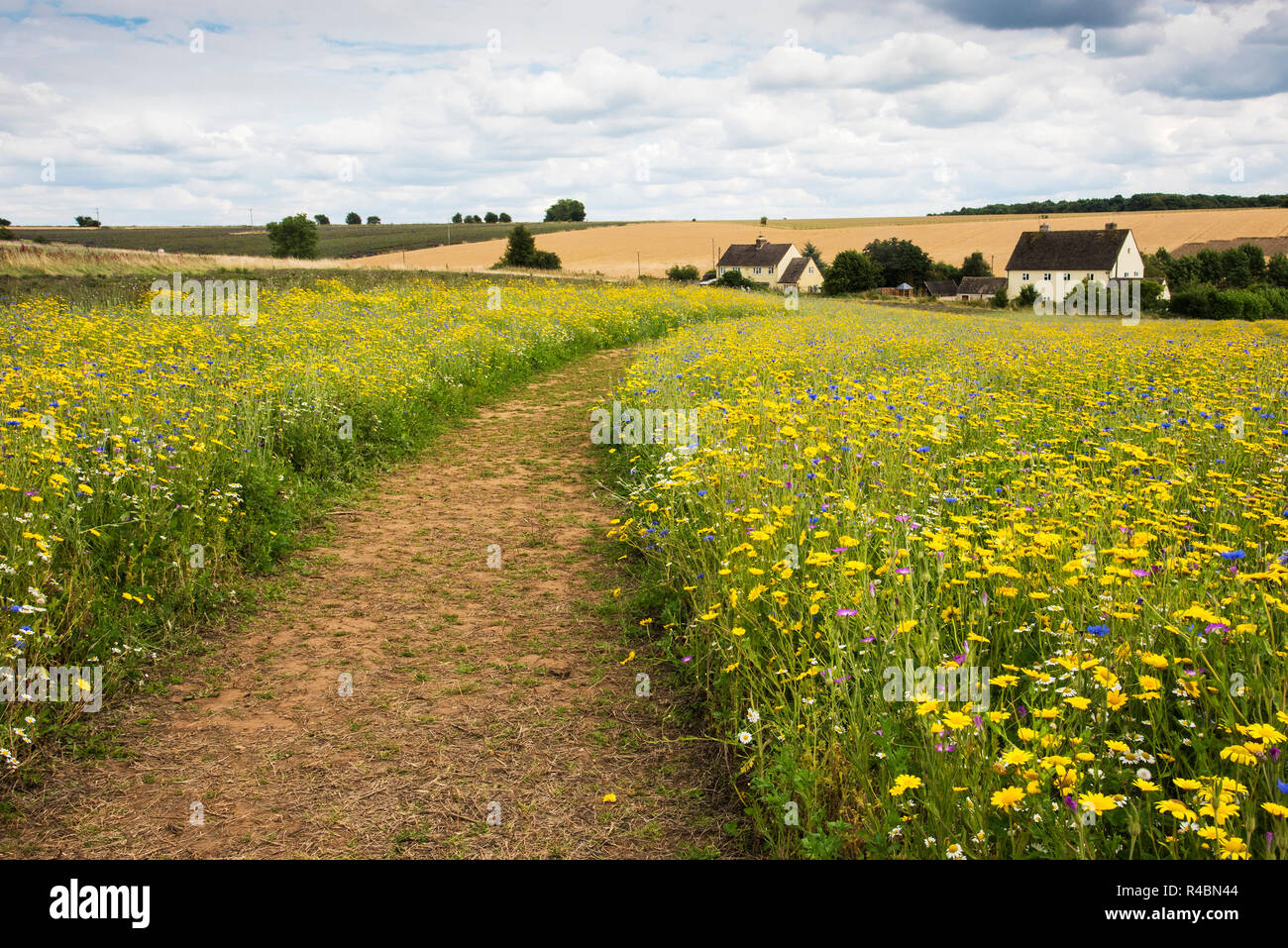 Colourful wildflower mixture hi-res stock photography and images - Alamy
