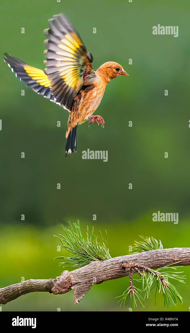 Young Goldfinch carduelis carduelis in flight. England UK Stock Photo ...