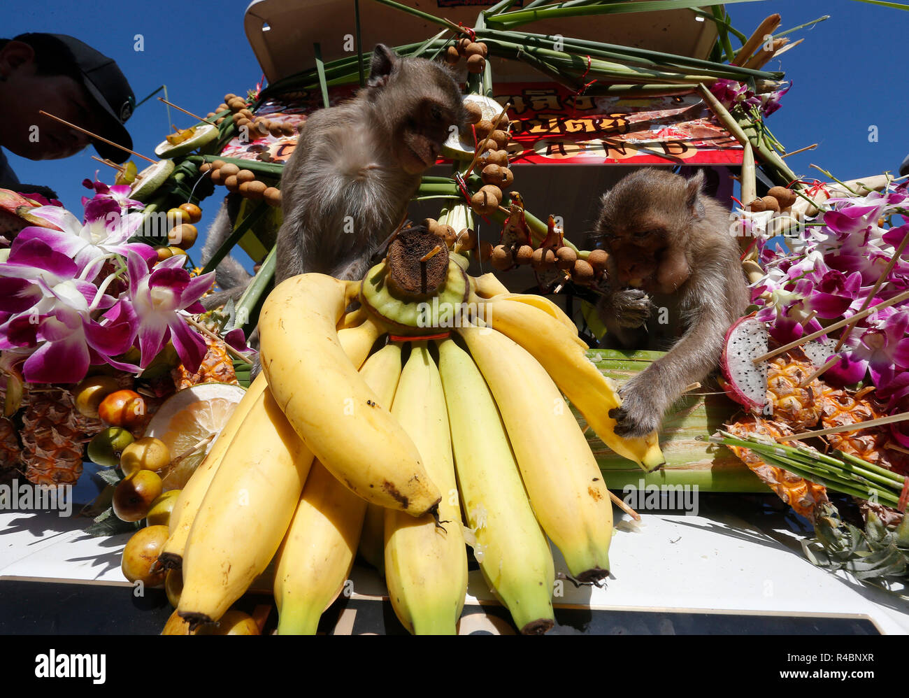 Lopburi, Thailand. 25th Nov, 2018. Monkeys eat fruits and vegetables ...