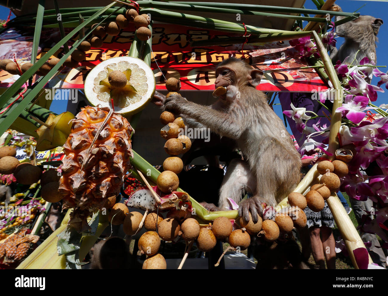 Lopburi, Thailand. 25th Nov, 2018. Monkeys eat fruits and vegetables ...