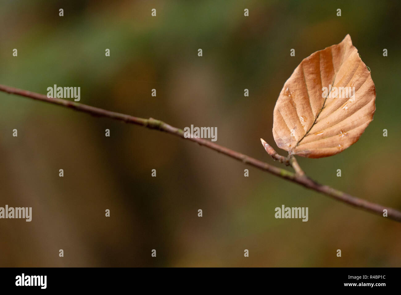 The last leaf hi-res stock photography and images - Alamy