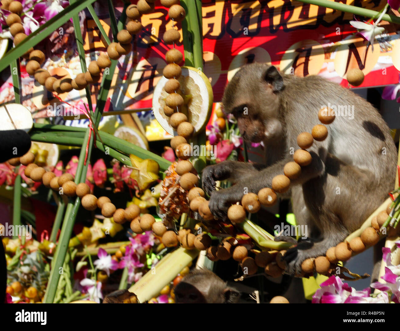 Monkey Buffet High Resolution Stock Photography and Images - Alamy