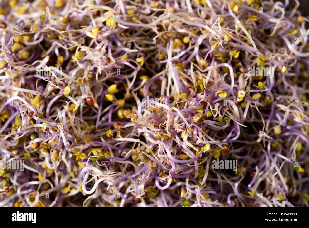 closeup of a pile of kale sprouts Stock Photo - Alamy
