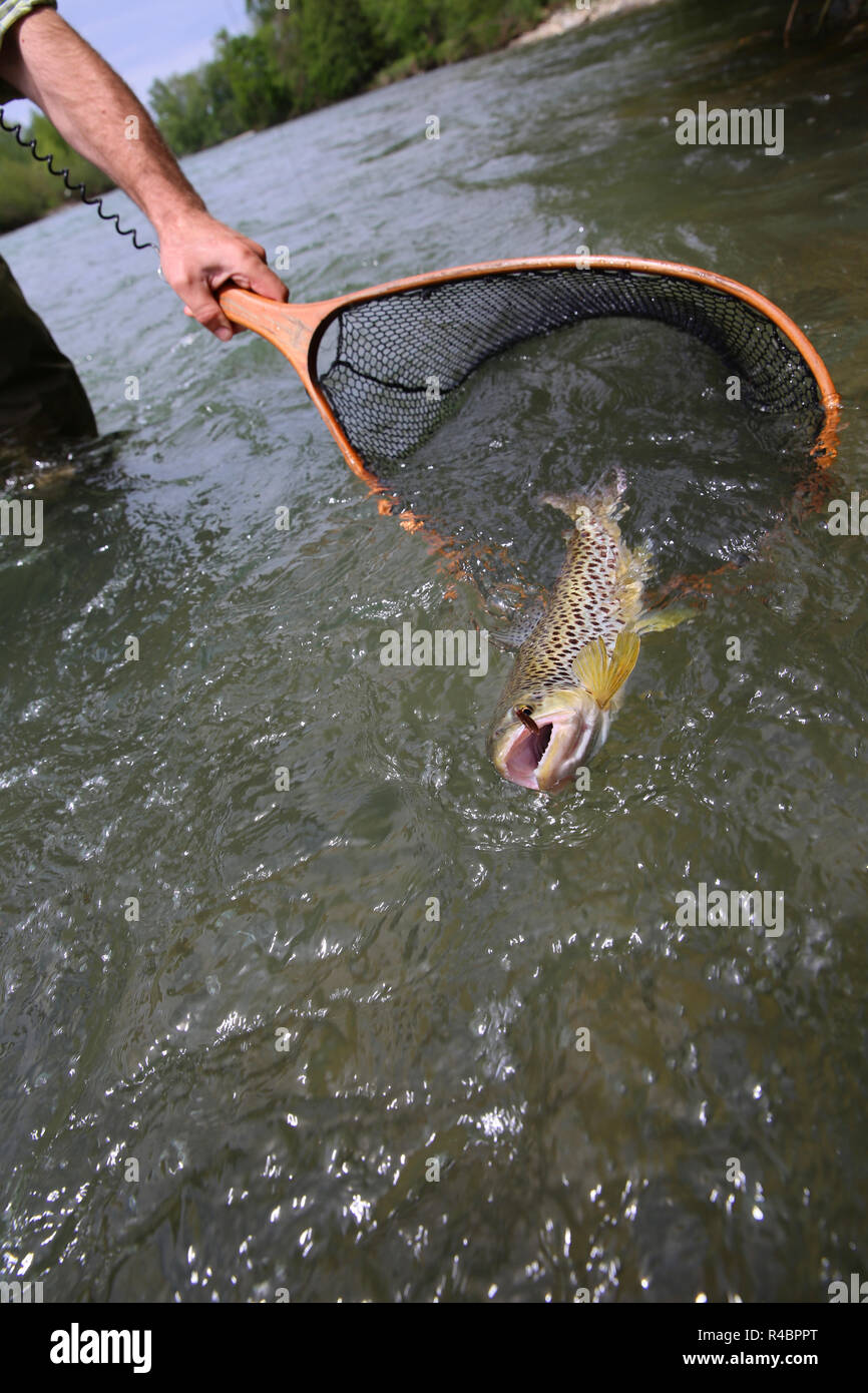 Fish kill brown trout hi-res stock photography and images - Alamy