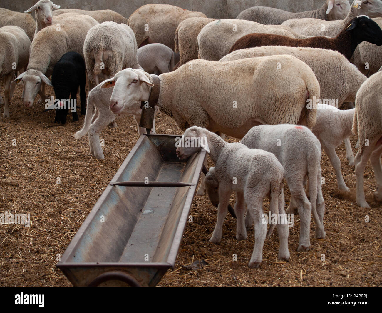 A flock of sheep, lambs and rams on a farm feeding Stock Photo - Alamy