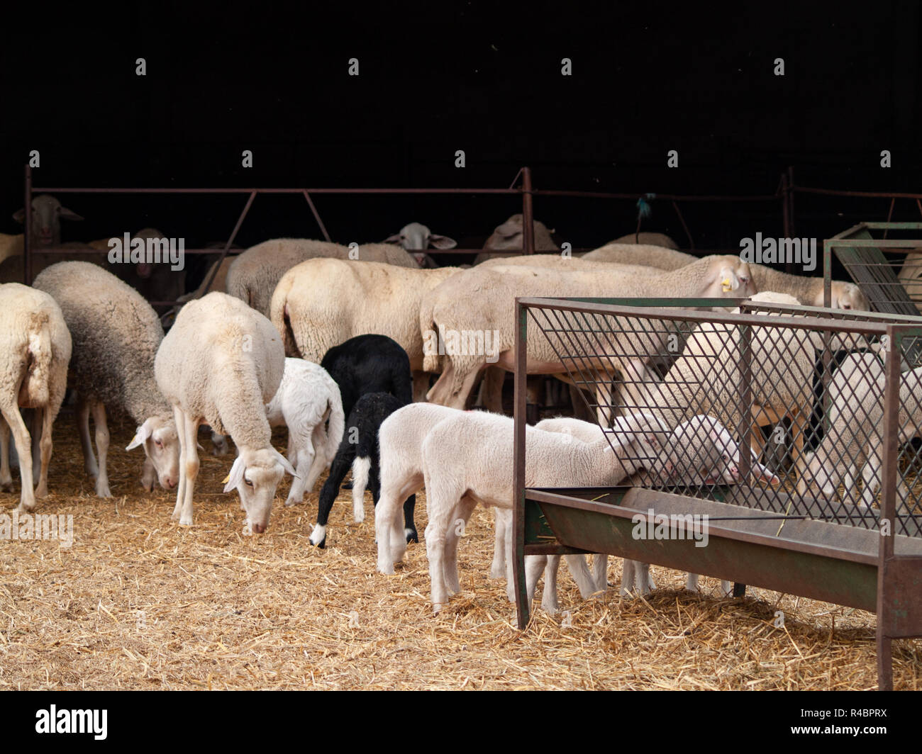 A flock of sheep, lambs and rams on a farm feeding Stock Photo - Alamy