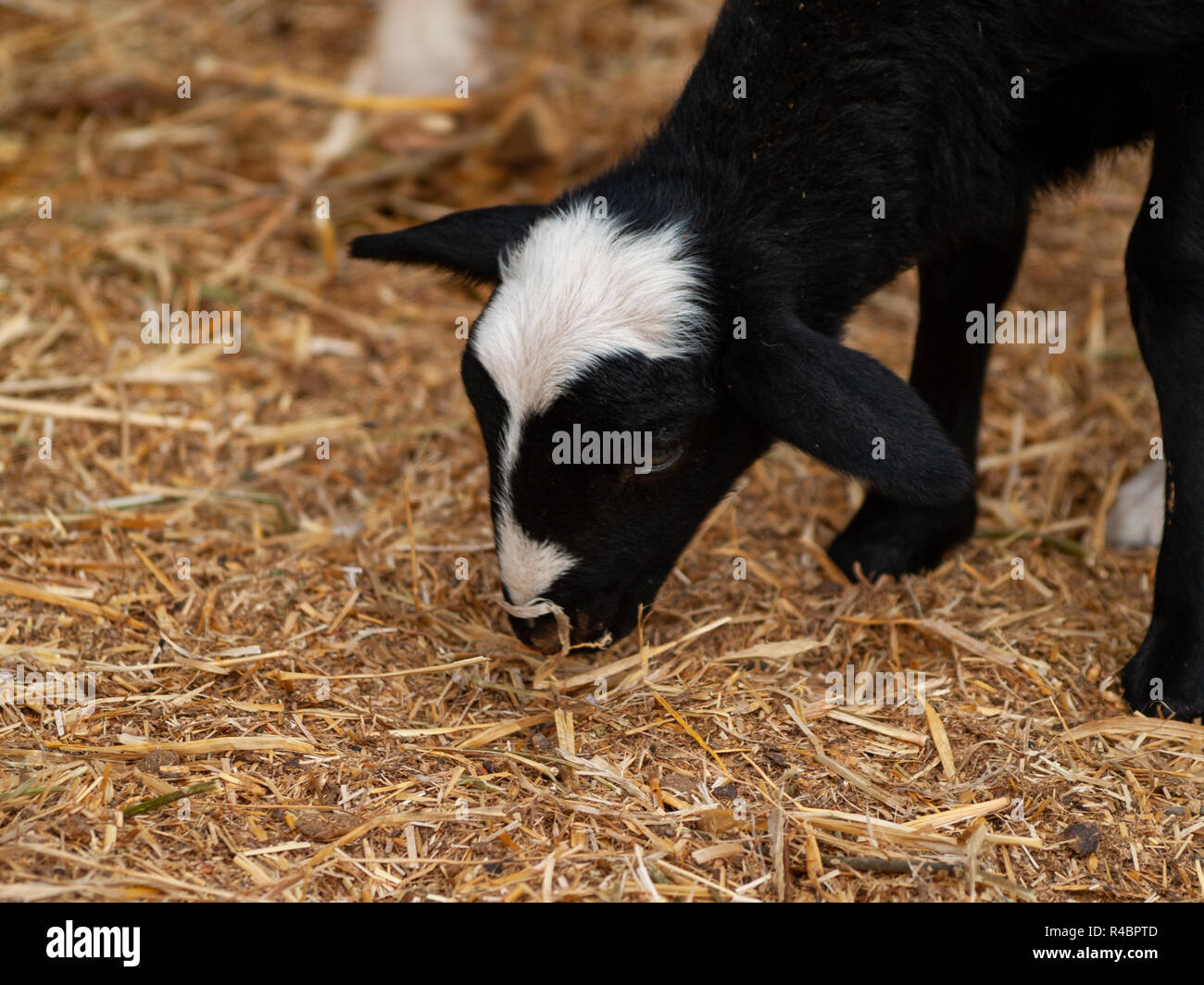Sheep farmer feeding rams on hi-res stock photography and images - Alamy