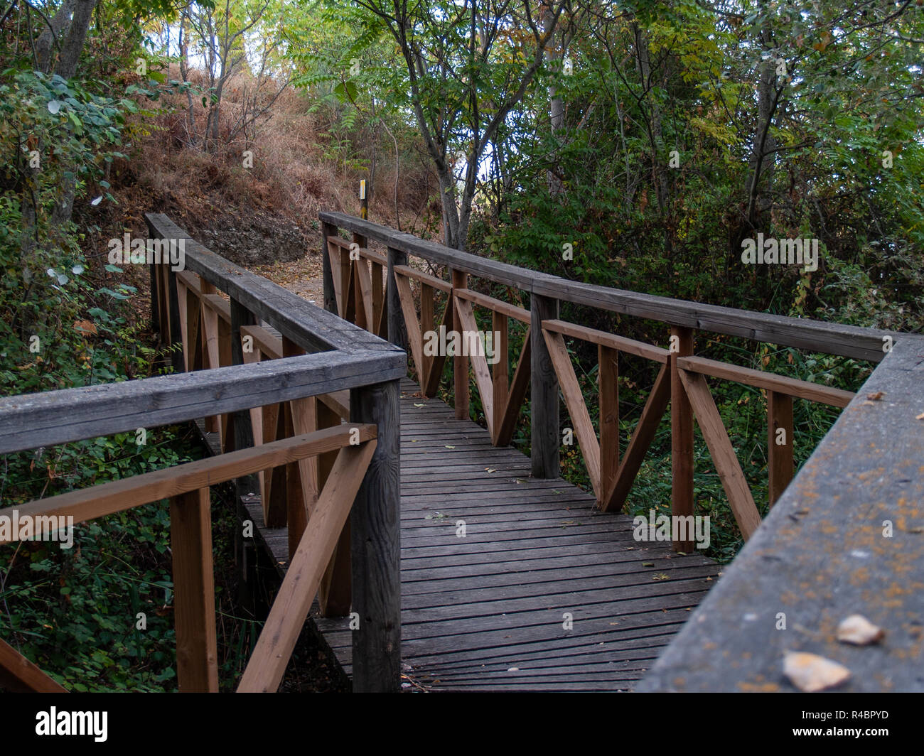 A path with wooden handrails in the forest in autumn Stock Photo - Alamy