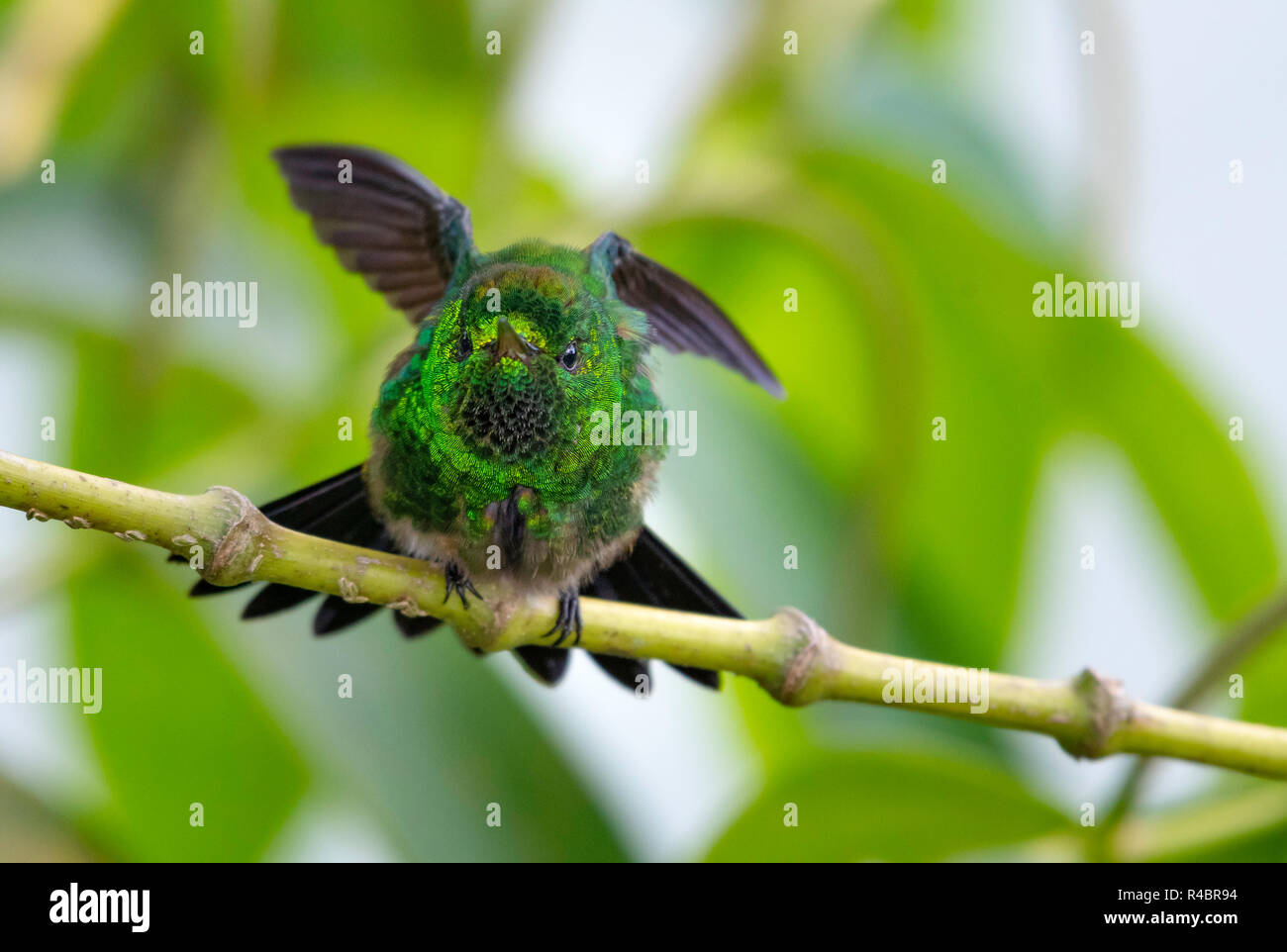 Copper-rumped Hummingbird Stretching in Pride of Barbados Tree Stock ...
