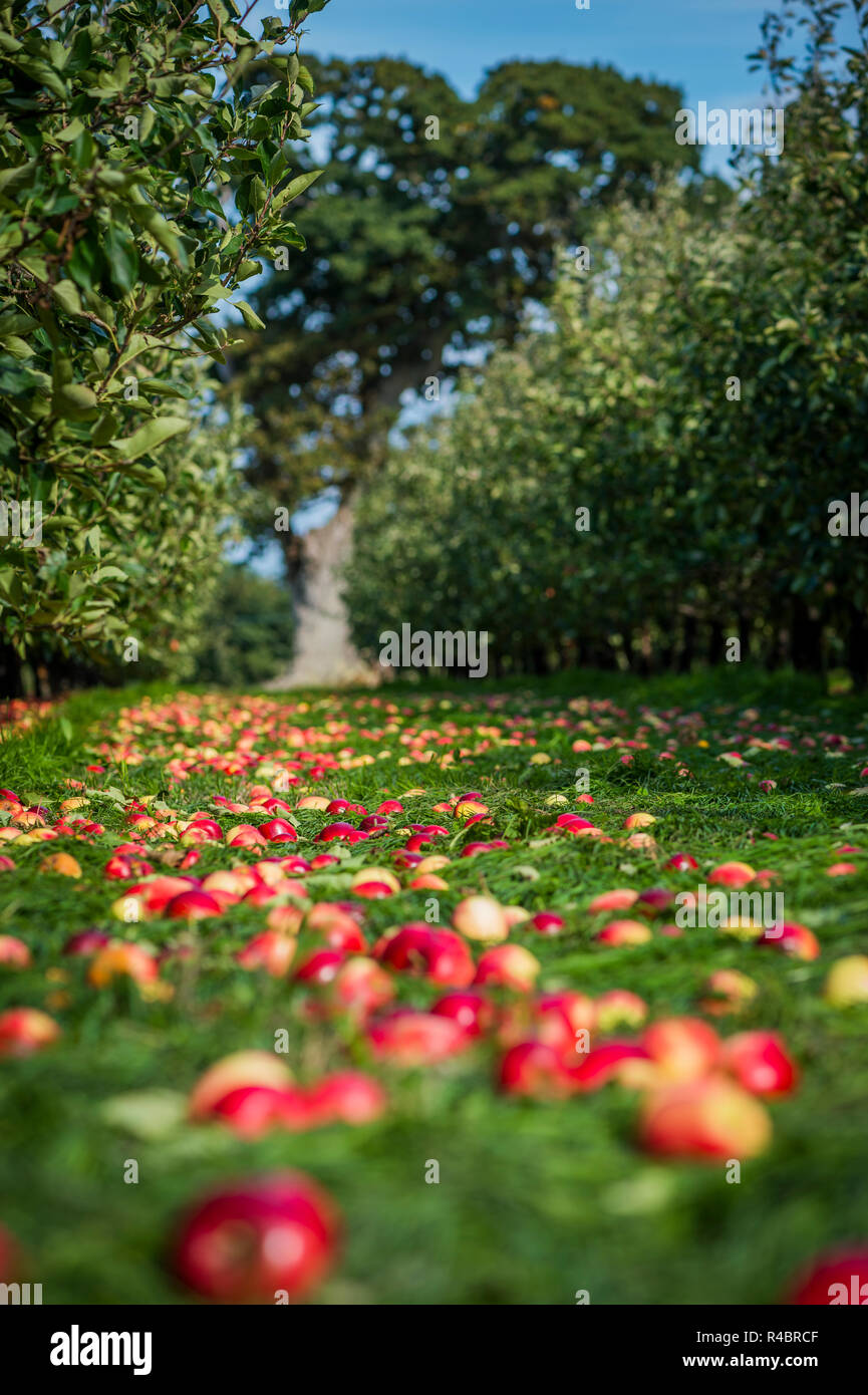 Katy apple hi-res stock photography and images - Alamy