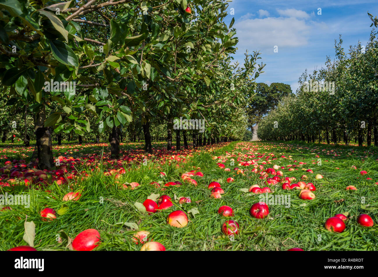 Katy apple hi-res stock photography and images - Alamy
