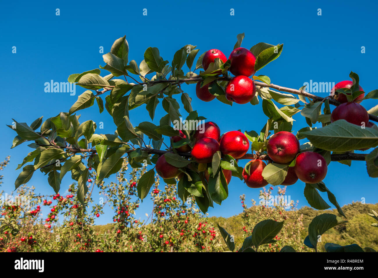 English apple orchard trees hi-res stock photography and images - Alamy